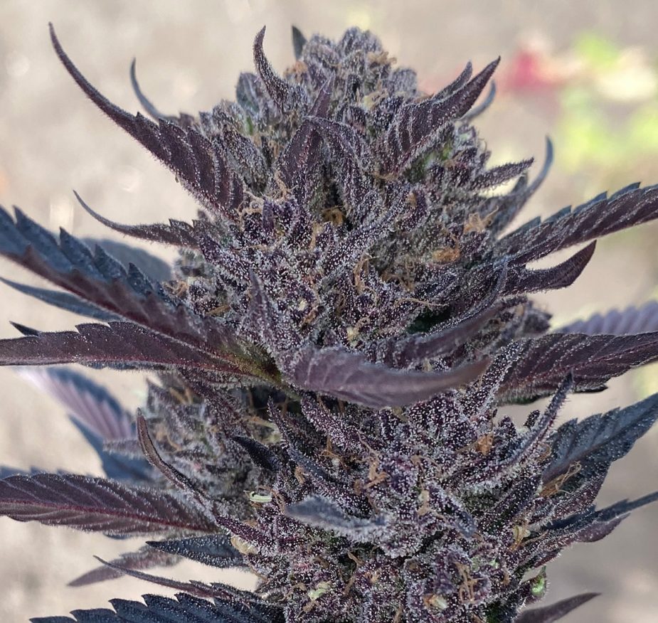 Gmo Auto Atlas Seed