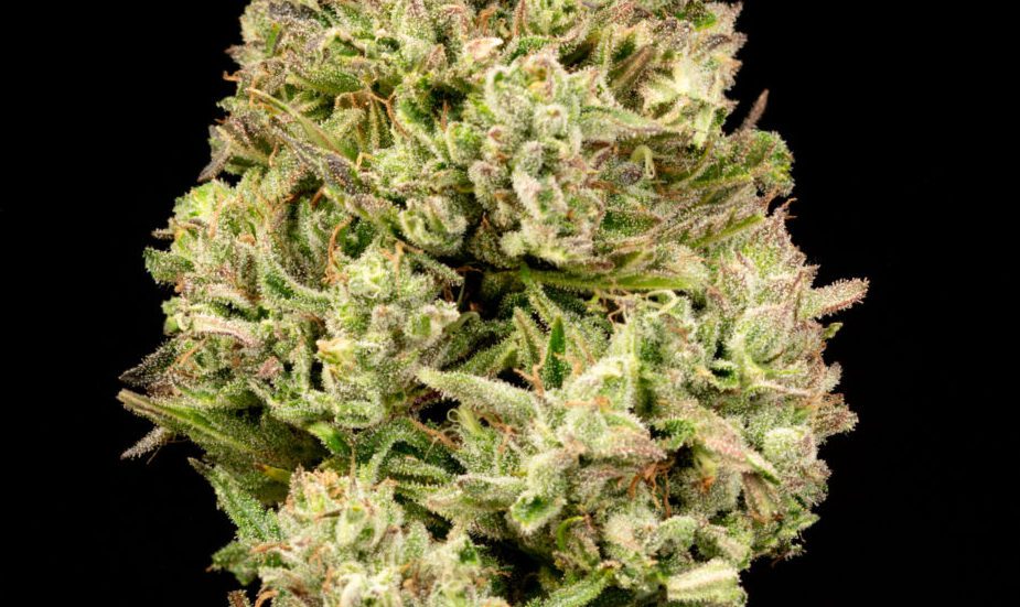Pilot Light Auto - Seed Pack - Atlas Seed